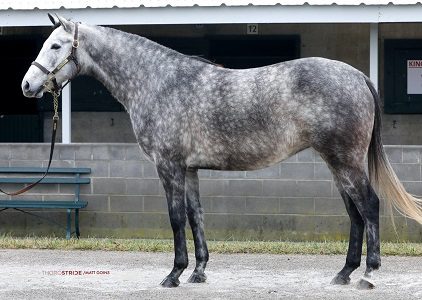 Breeding Roster | America's Pastime Stables