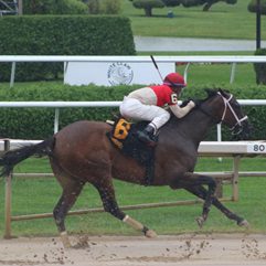 Bourbon Serengeti | America's Pastime Stables