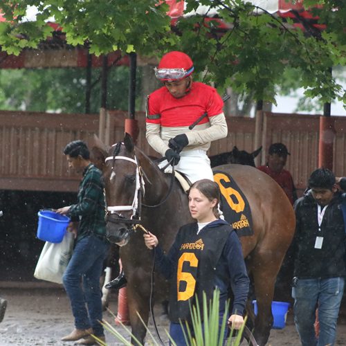 Bourbon Serengeti | America's Pastime Stables