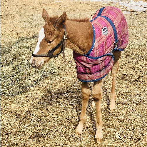 Capital Spending | America's Pastime Stables