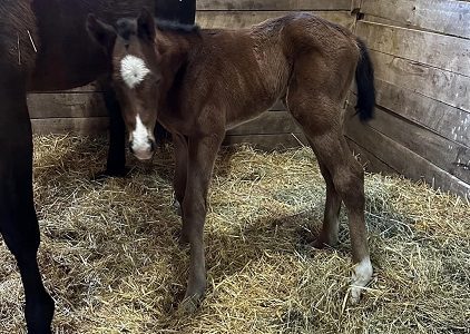 Fortune Street ’23 Filly by Central Banker | America's Pastime Stables