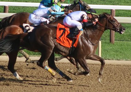 Past Horses | America's Pastime Stables