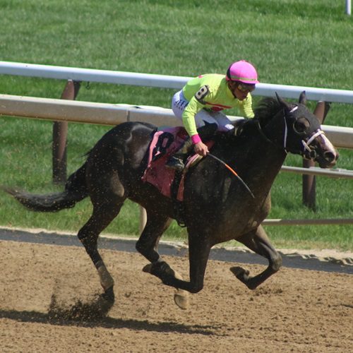 Mr. Papagiorgio | America's Pastime Stables